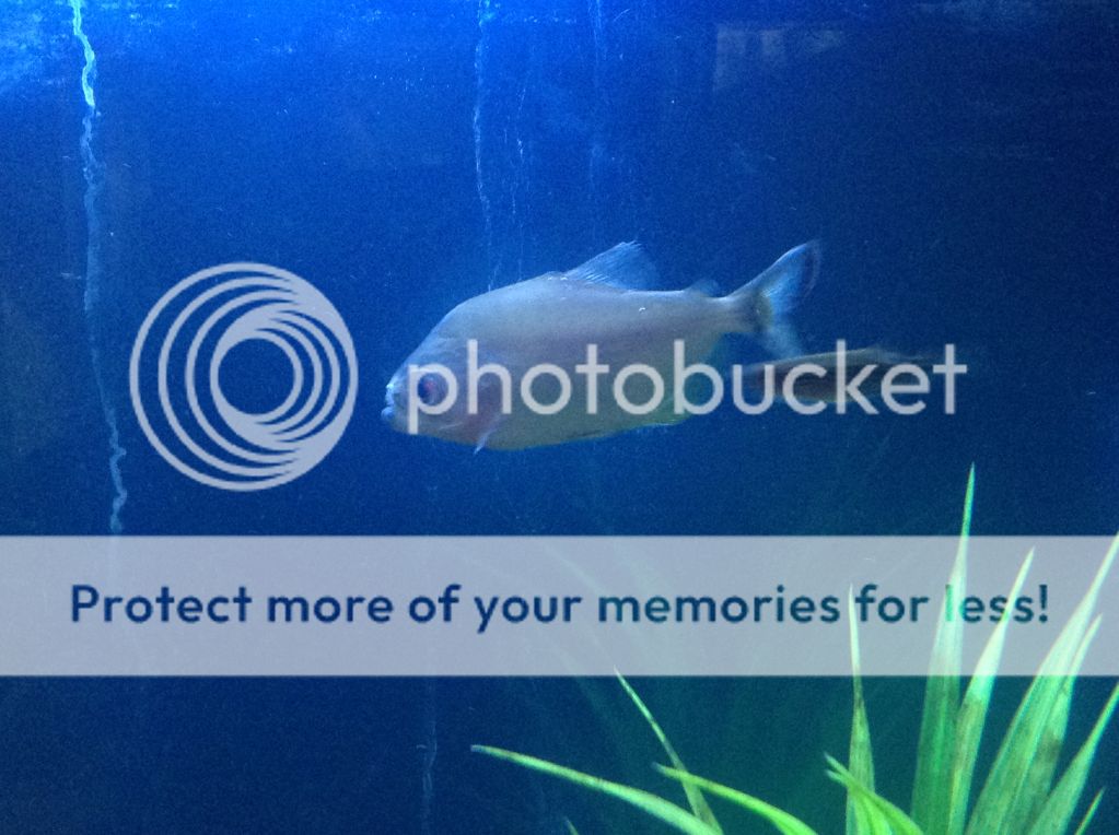 My 4" serrasalmus maculatus (gold piranha) | Reptile Forums