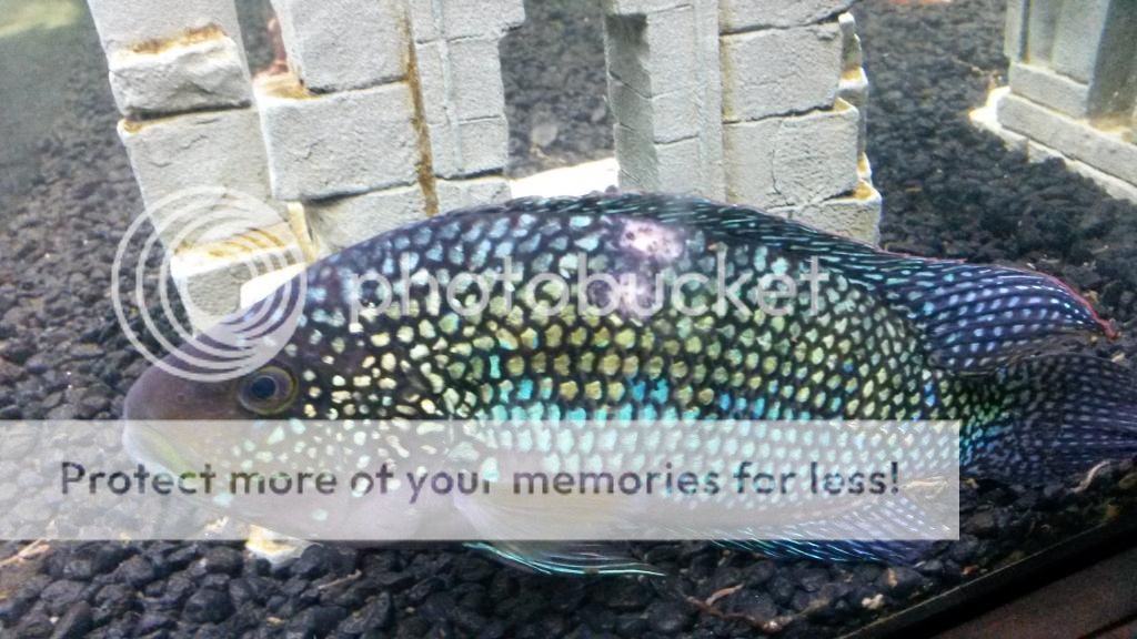 weird sore on fish | Cichlid Fish Forum
