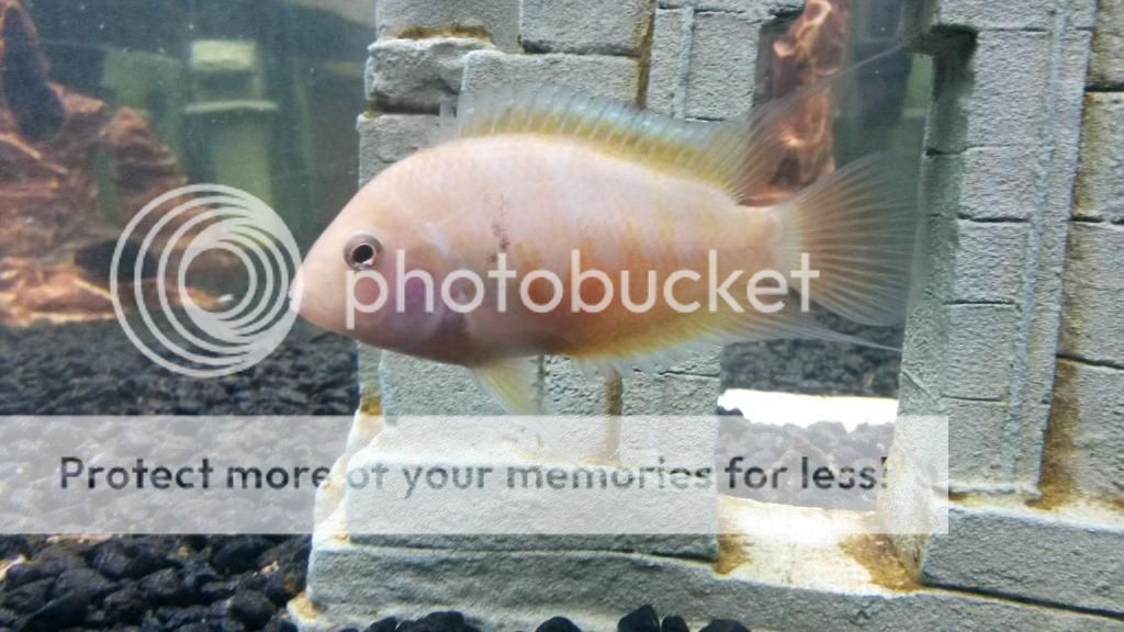 weird sore on fish | Cichlid Fish Forum
